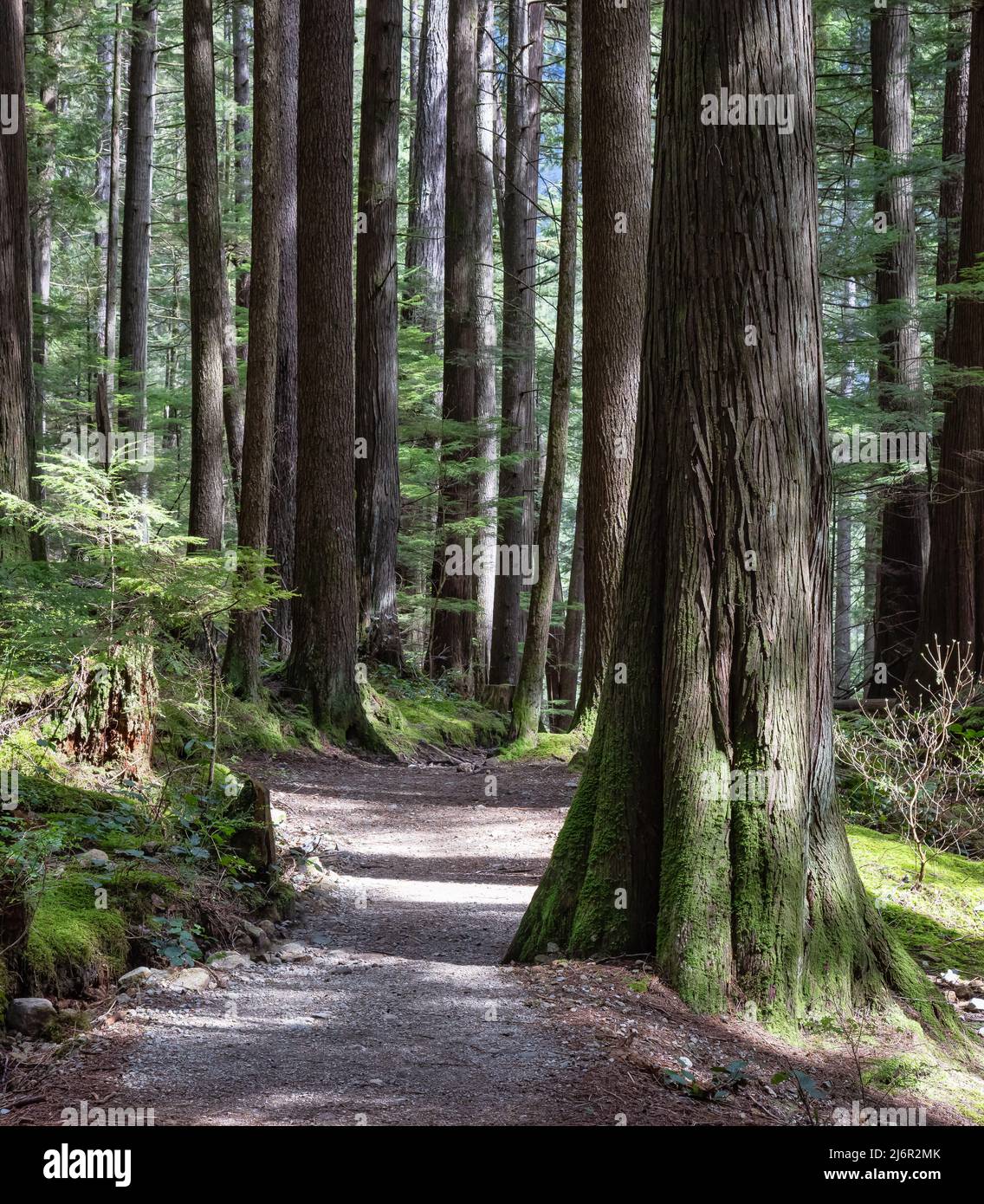 Scenic Path in the Forest with green trees Stock Photo - Alamy