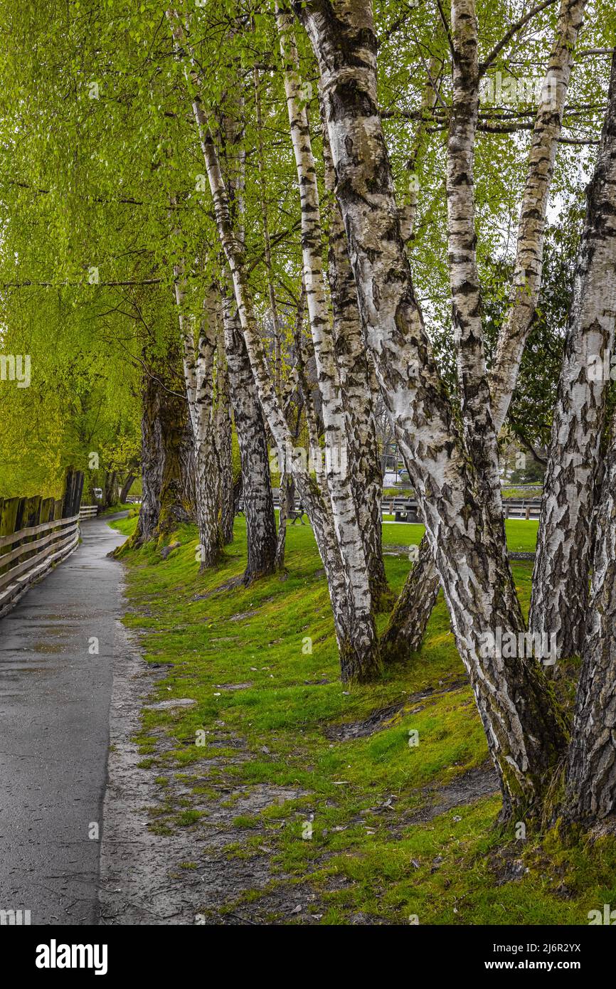 Birch grove in the park. Beautiful scene with birches by walkway along ...