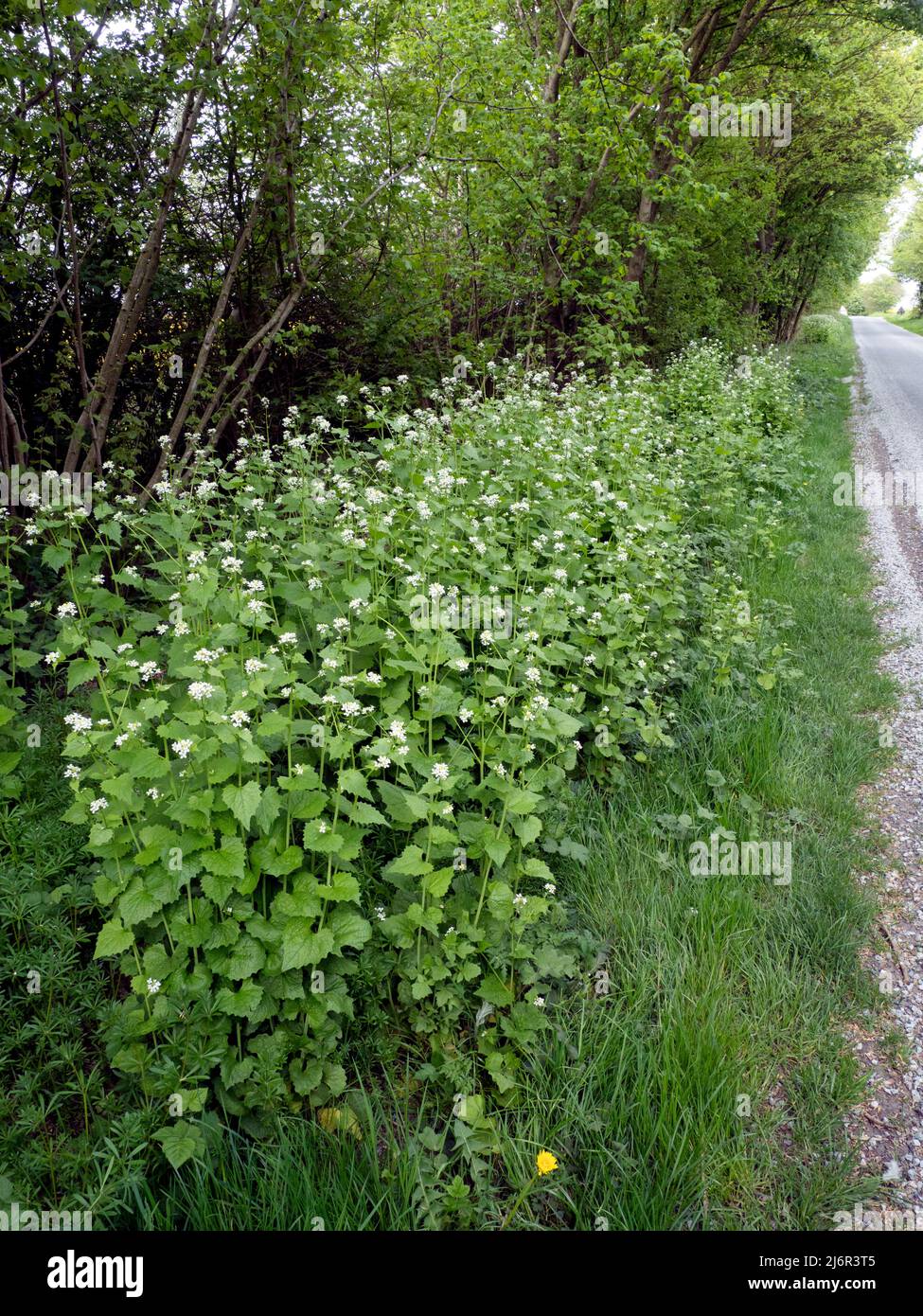 Jack by the hedge (Alliaria petiolata.) seen alongside a hawthorn hedge ...