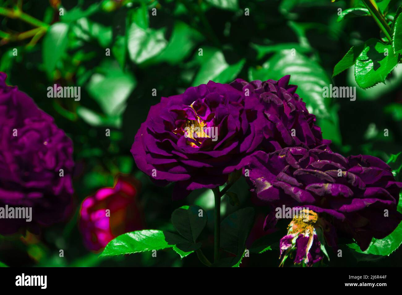 Purple Roses in California State Capitals Garden Stock Photo - Alamy