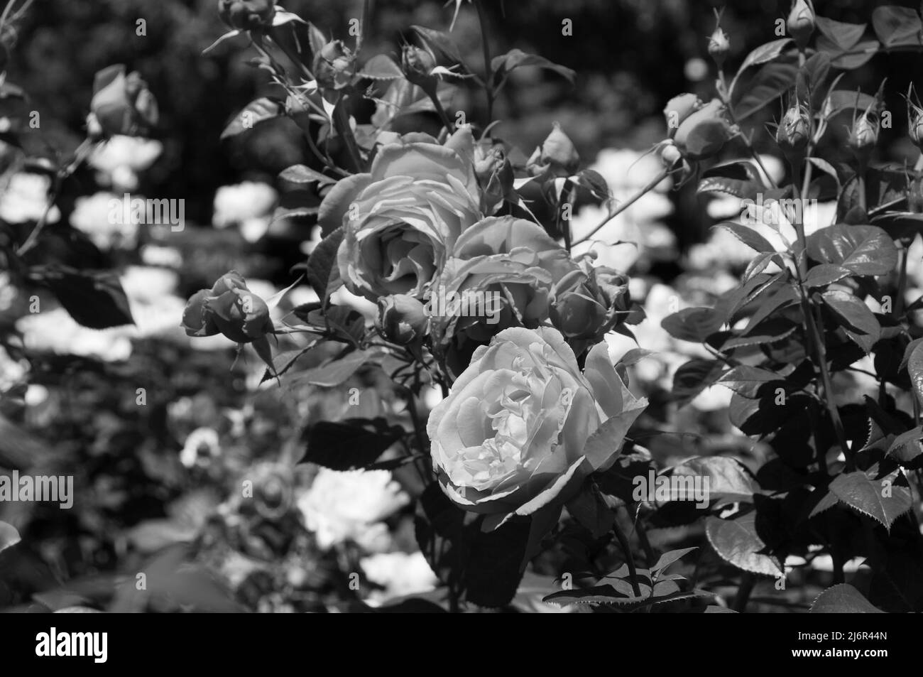 Black & white roses in California State Capitals Garden Stock Photo - Alamy