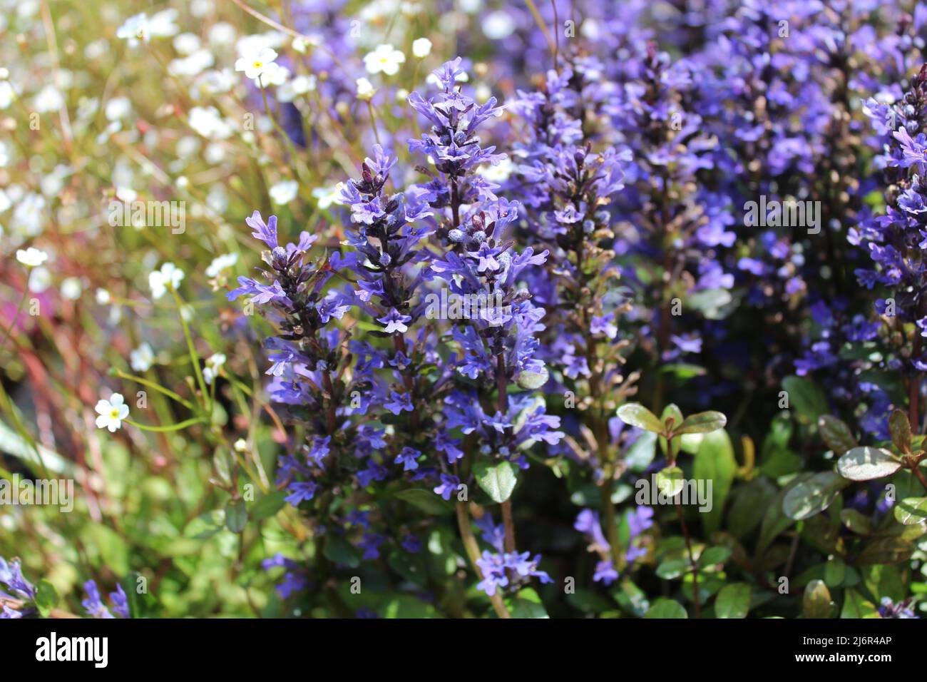 blue sage in the garden Stock Photo - Alamy