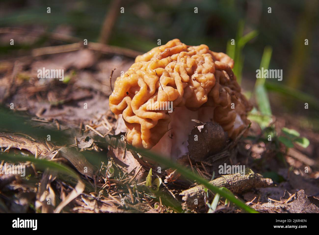 A bright spring mushroom, Gyromitra gigas, in a forest clearing Stock ...