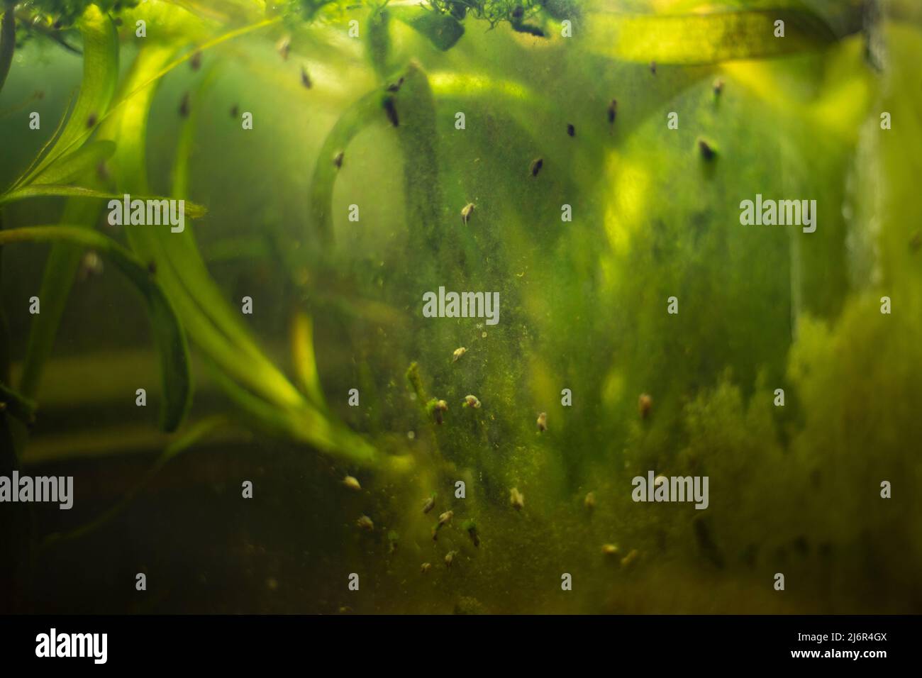 Plants in aquarium. Algae behind glass. Dirty aquarium without fish ...