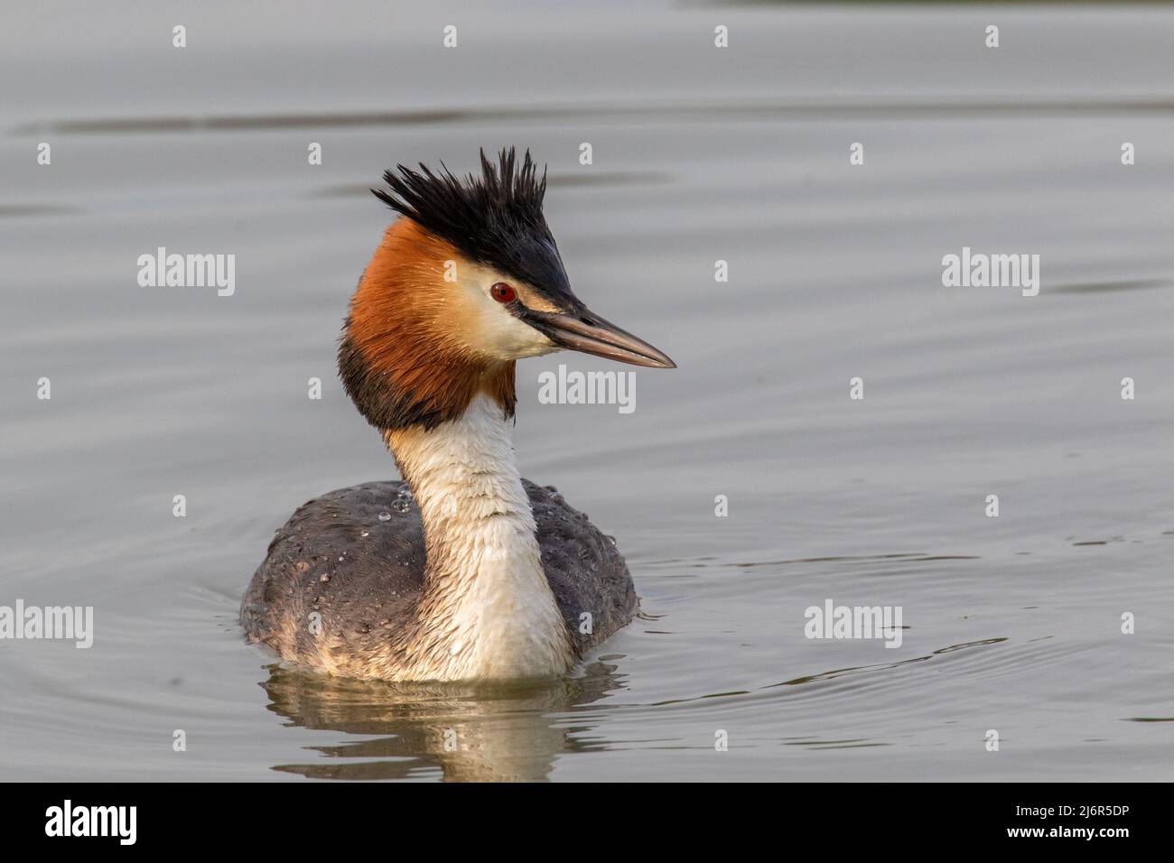 Great crested grebe grebe podiceps cristatus hi-res stock photography ...