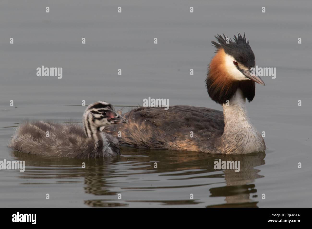 Great Crested Grebe with Young Grebe Stock Photo - Alamy