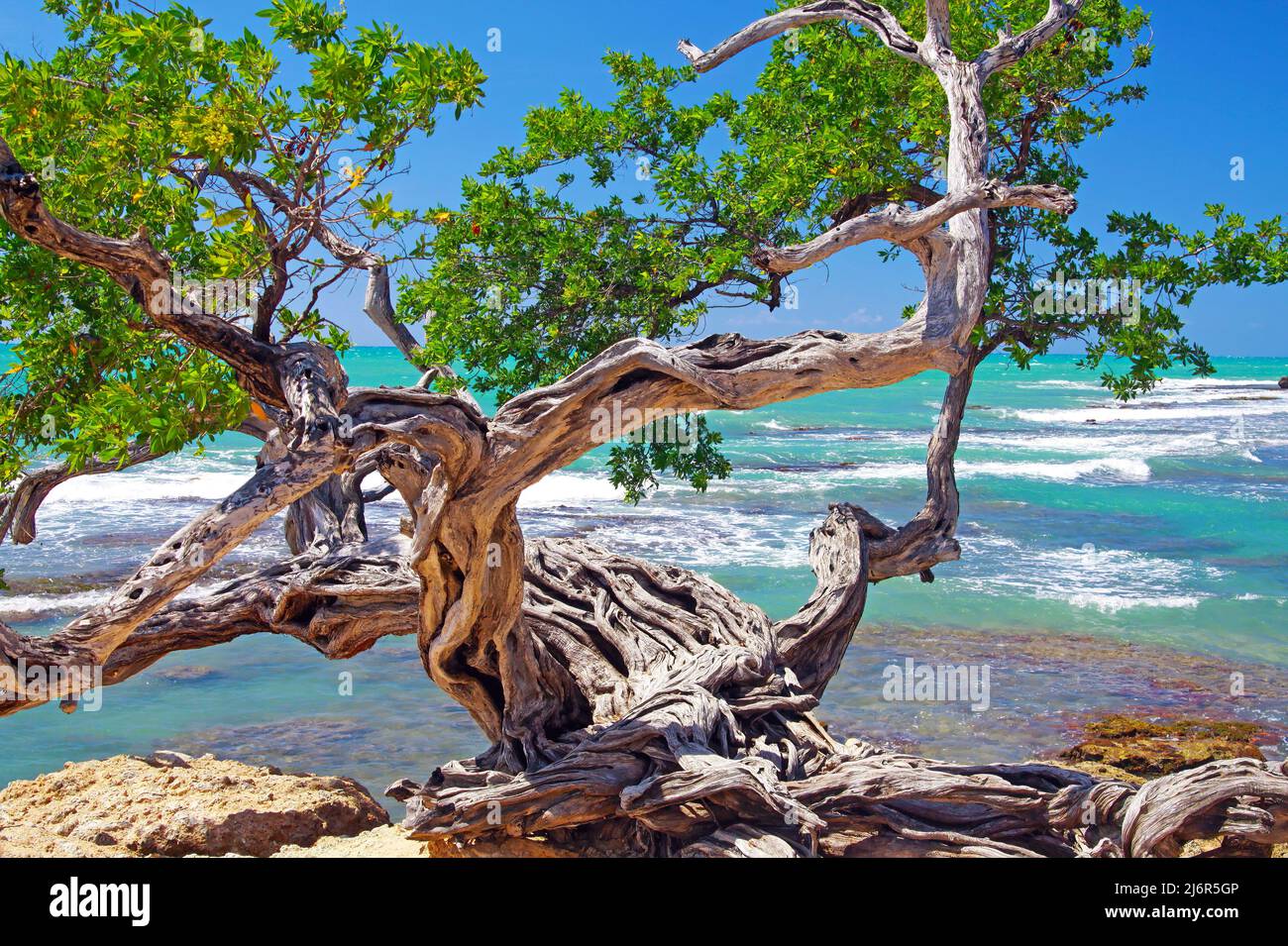 Beautiful coast landscape with twisted crooked gnarled old buttonwood ...