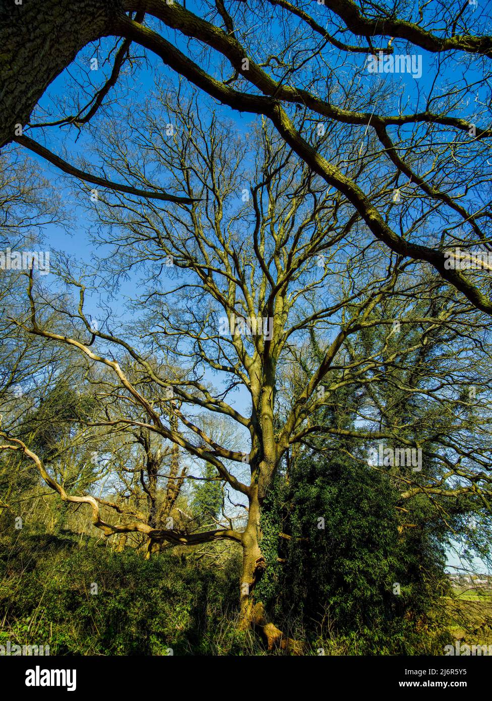 Simple pleasure: landscape with trees under bright sunshine with space ...