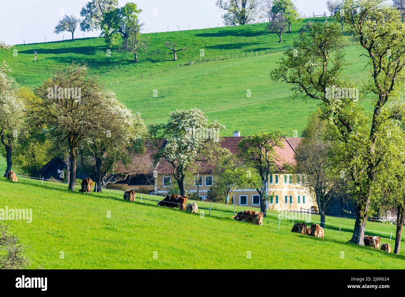 Pear trees farmhouse in spring hi-res stock photography and images - Alamy