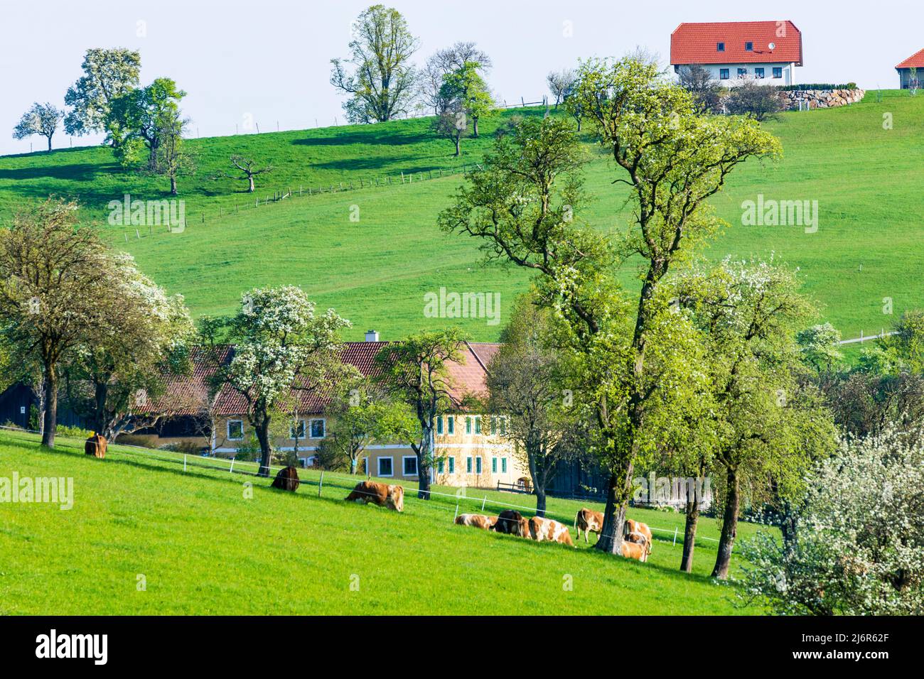 Pear trees farmhouse in spring hi-res stock photography and images - Alamy