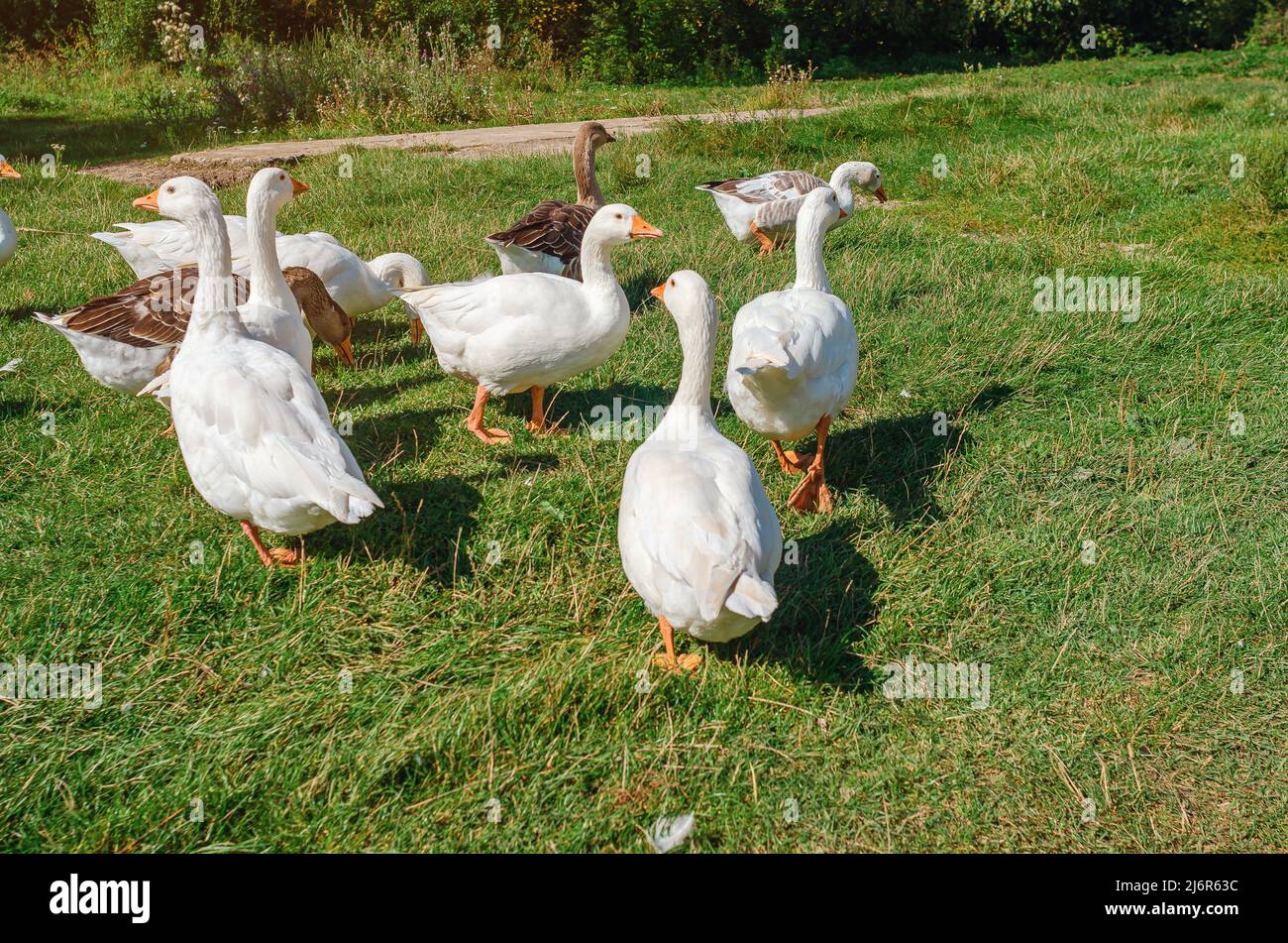 White and gray domestic geese graze on lawn with green grass. Poultry ...