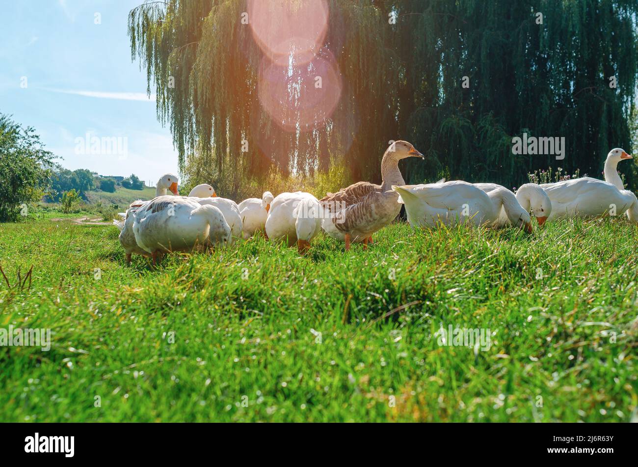 White and gray domestic geese graze on lawn with green grass. Poultry ...
