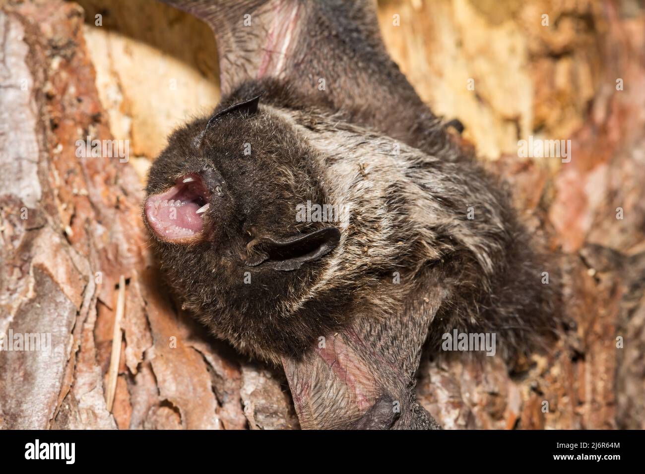 Silver-haired Bat - Lasionycteris noctivagans Stock Photo - Alamy