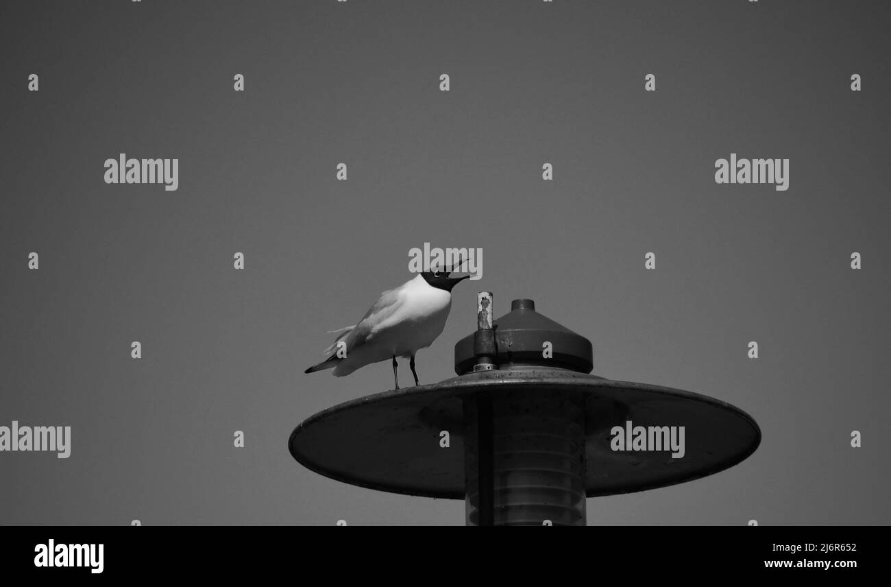 Seagull landed on the lantern Stock Photo - Alamy