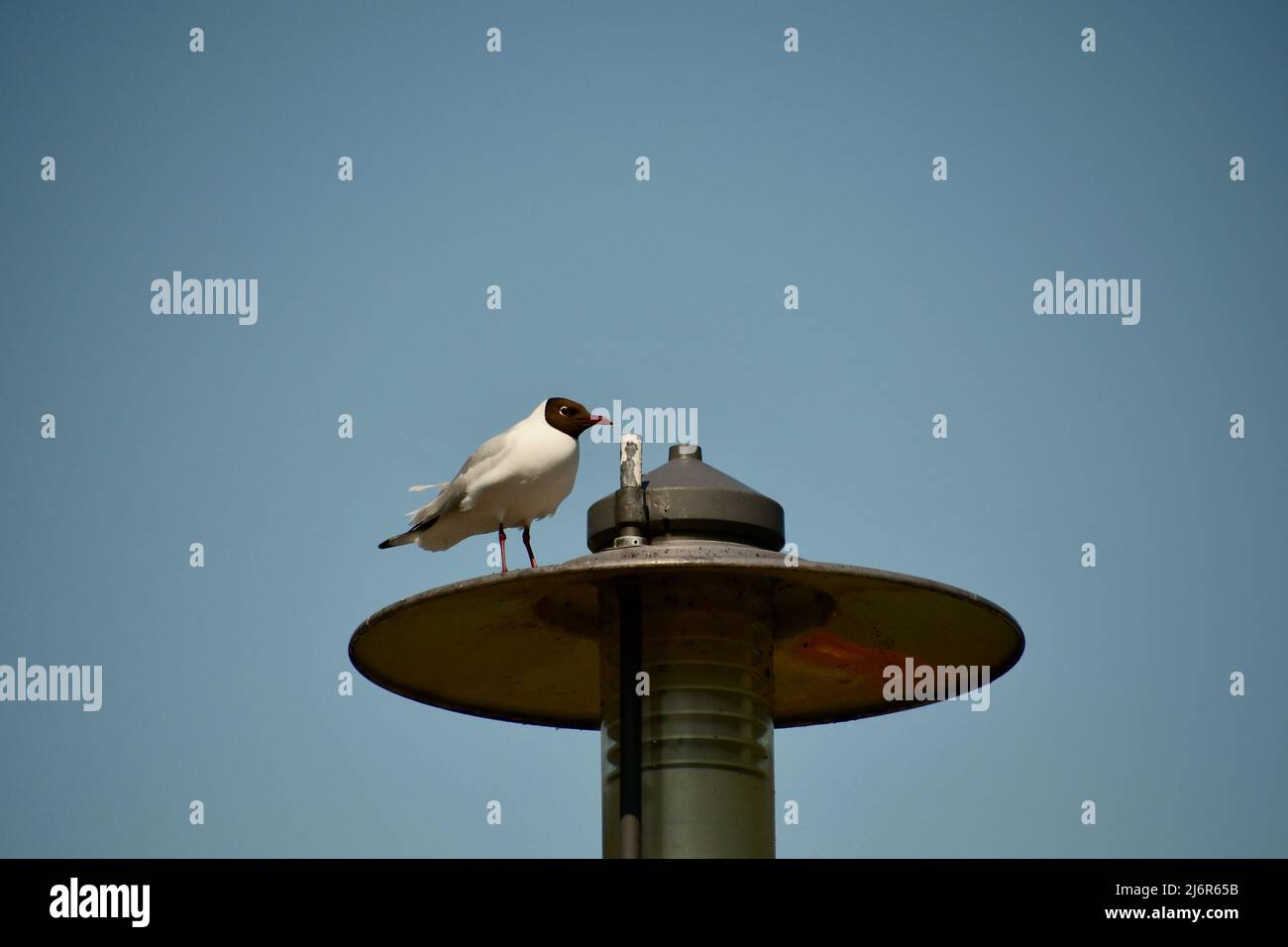 Seagull landed on the lantern Stock Photo - Alamy