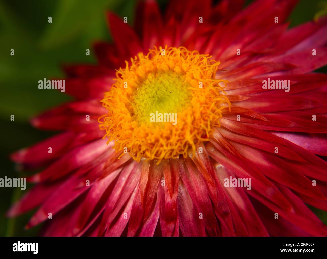 Mohave Purple Red Straw Flower (Bracteantha bracteata) showing red ...