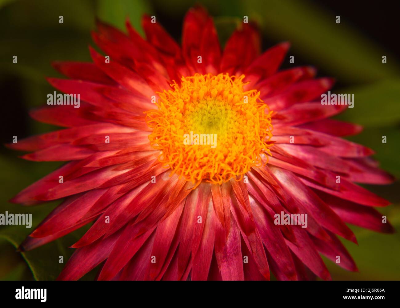 Mohave Purple Red Straw Flower (Bracteantha bracteata) showing red ...