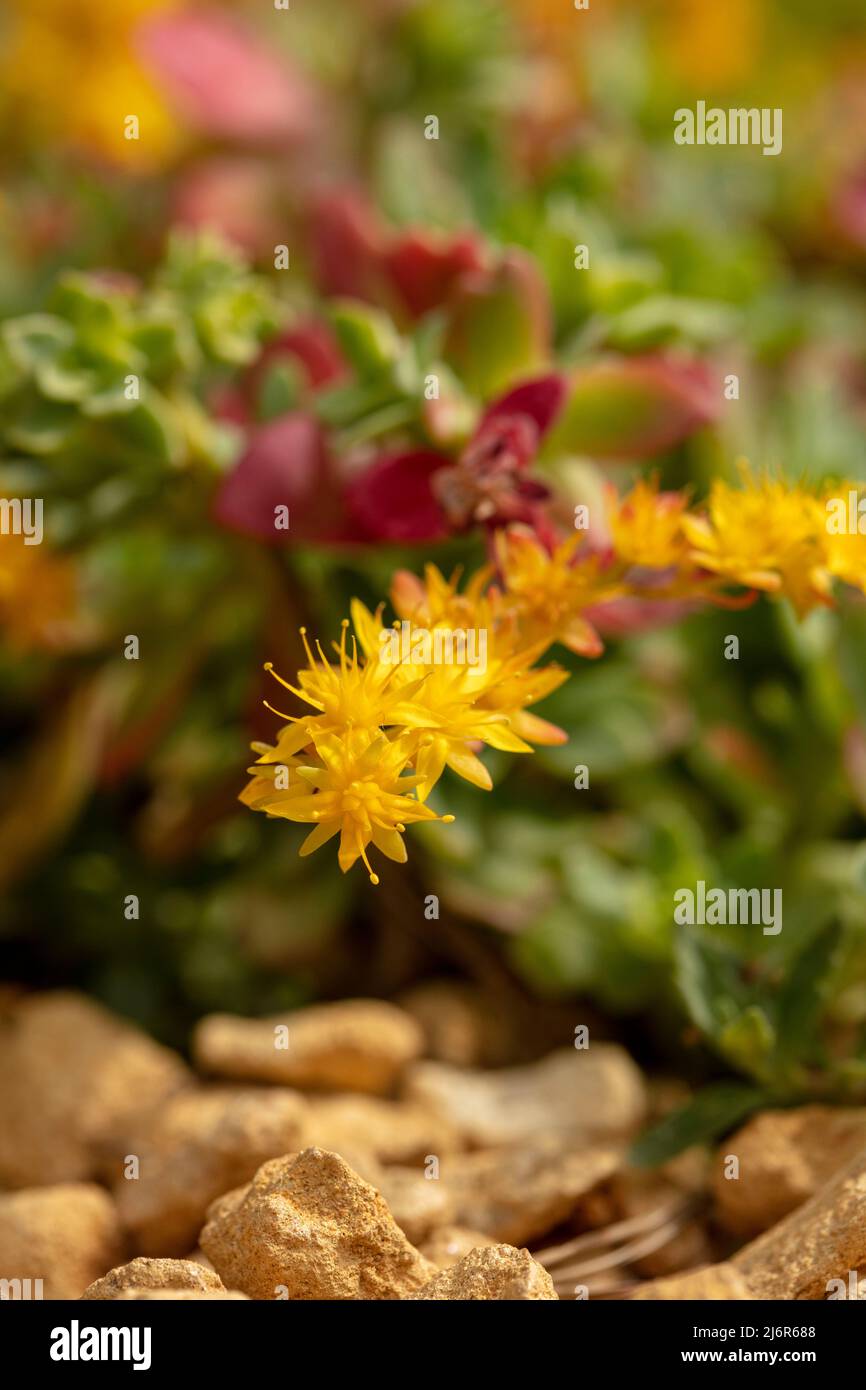 Prolific and colourful Sedum Palmeri – subsp Palmeri Tetraploid yellow ...