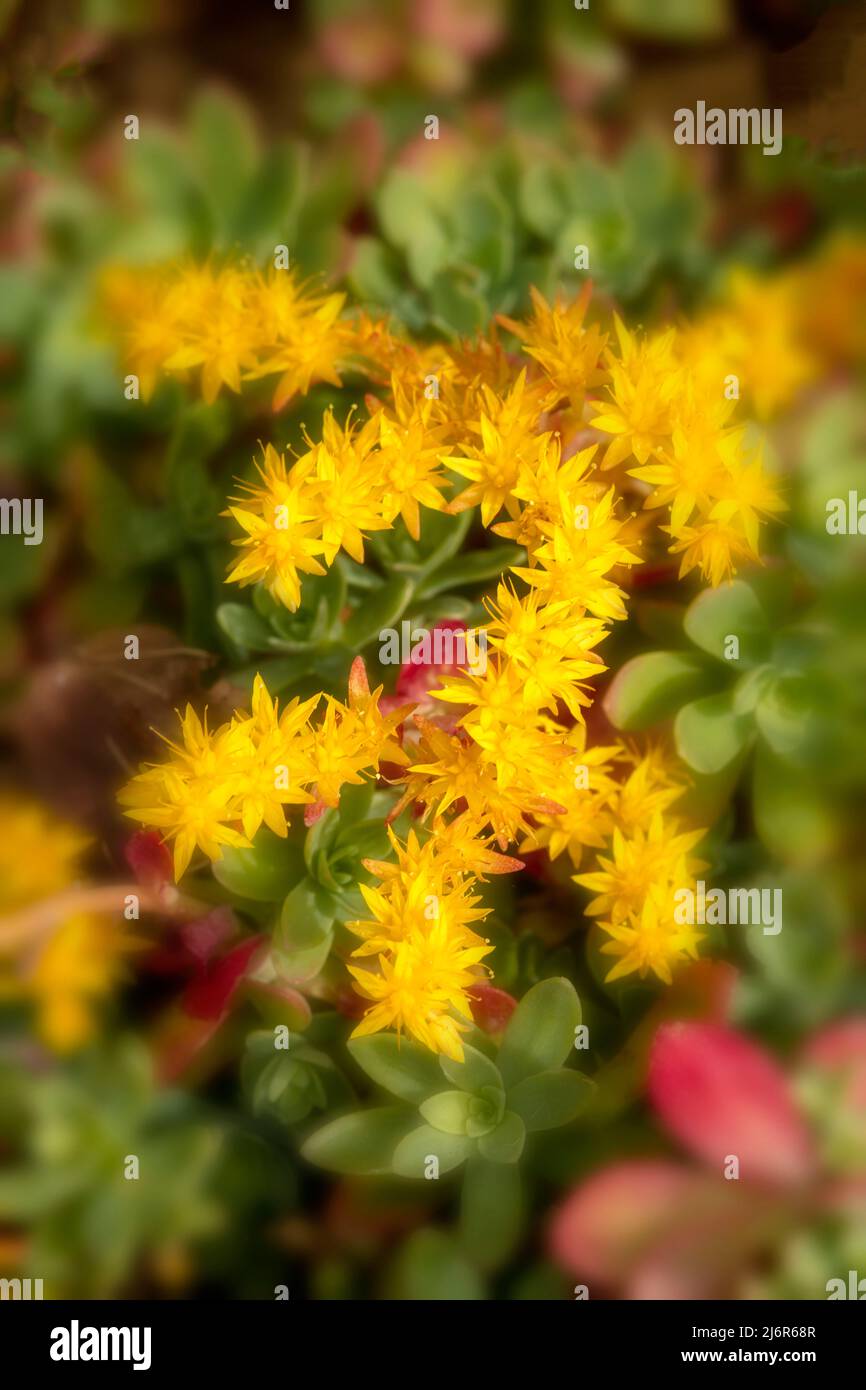 Prolific and colourful Sedum Palmeri – subsp Palmeri Tetraploid yellow ...