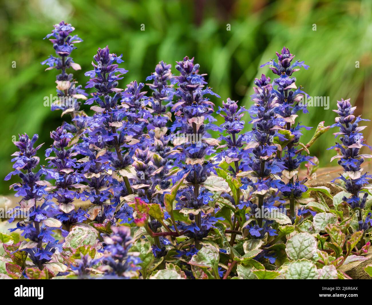 Tall spikes of blue flowers of the compact evergreen ground cover hardy ...
