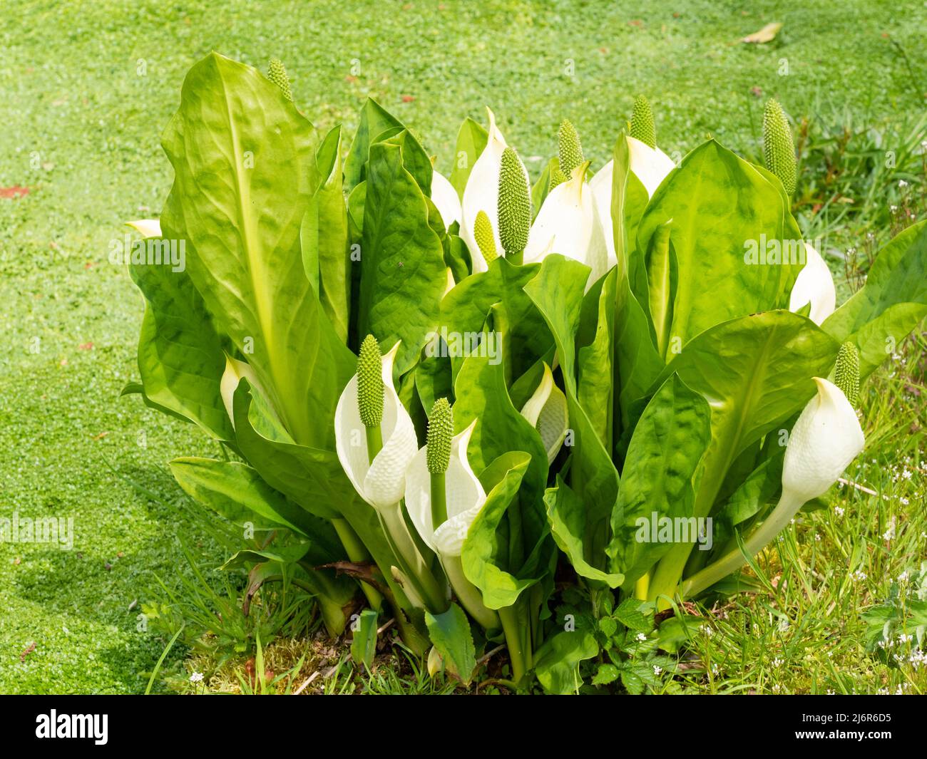 White spring spathes of the Asian skunk cabbage, Lysichiton ...