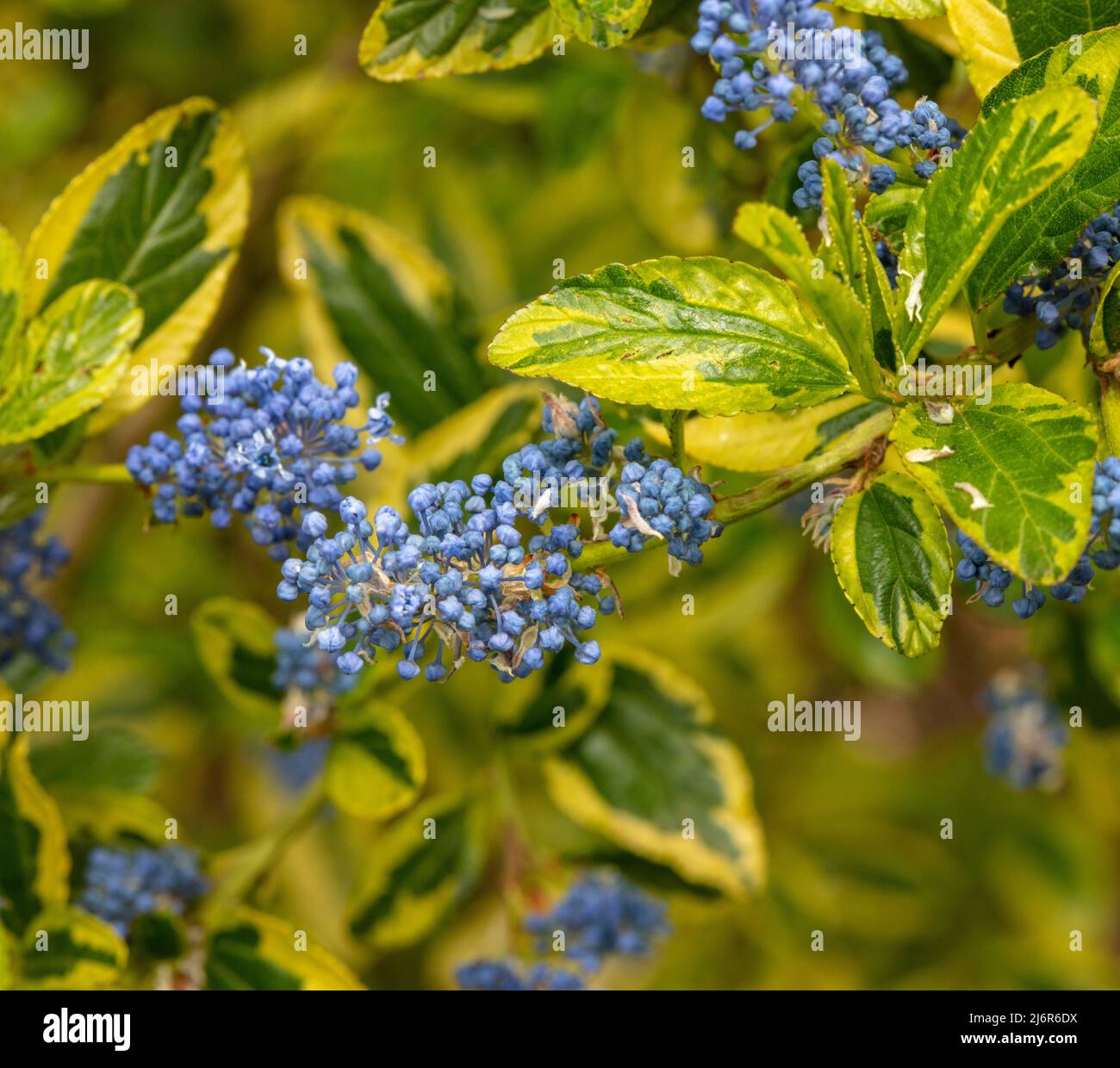 Striking Ceanothus (El Dorado) – Perado flowering in spring sunshine ...