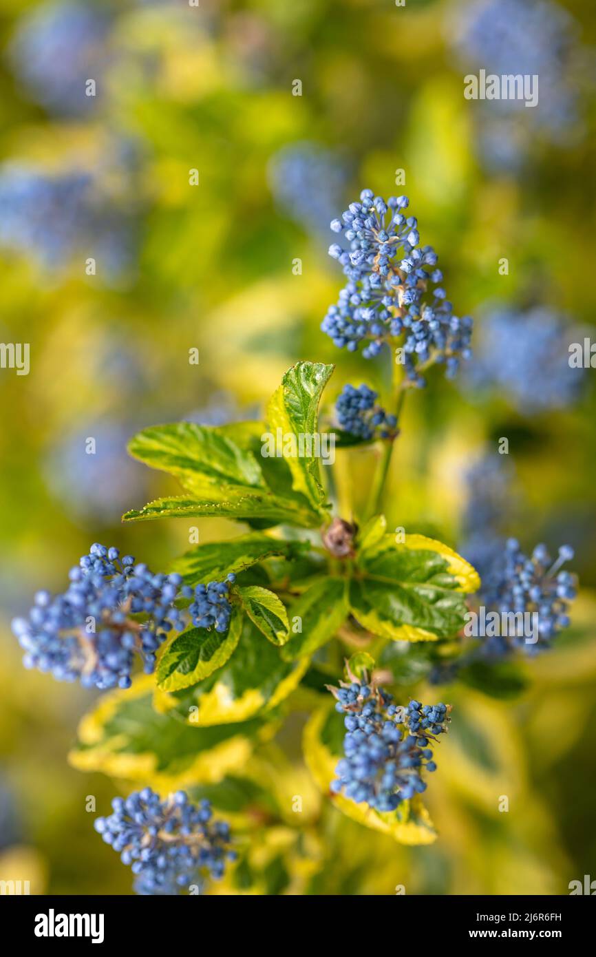 Striking Ceanothus (El Dorado) – Perado flowering in spring sunshine, variegated leaves and semi ...
