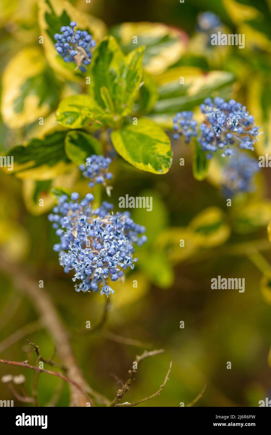 Striking Ceanothus (El Dorado) – Perado flowering in spring sunshine, variegated leaves and semi ...