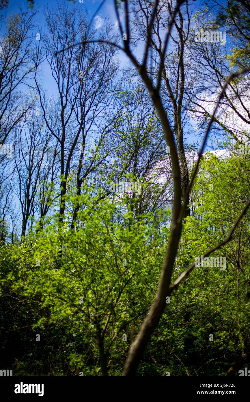 May 3, 2022, Poznan, Wielkopolska, Poland: Spring in the Polish forest ...