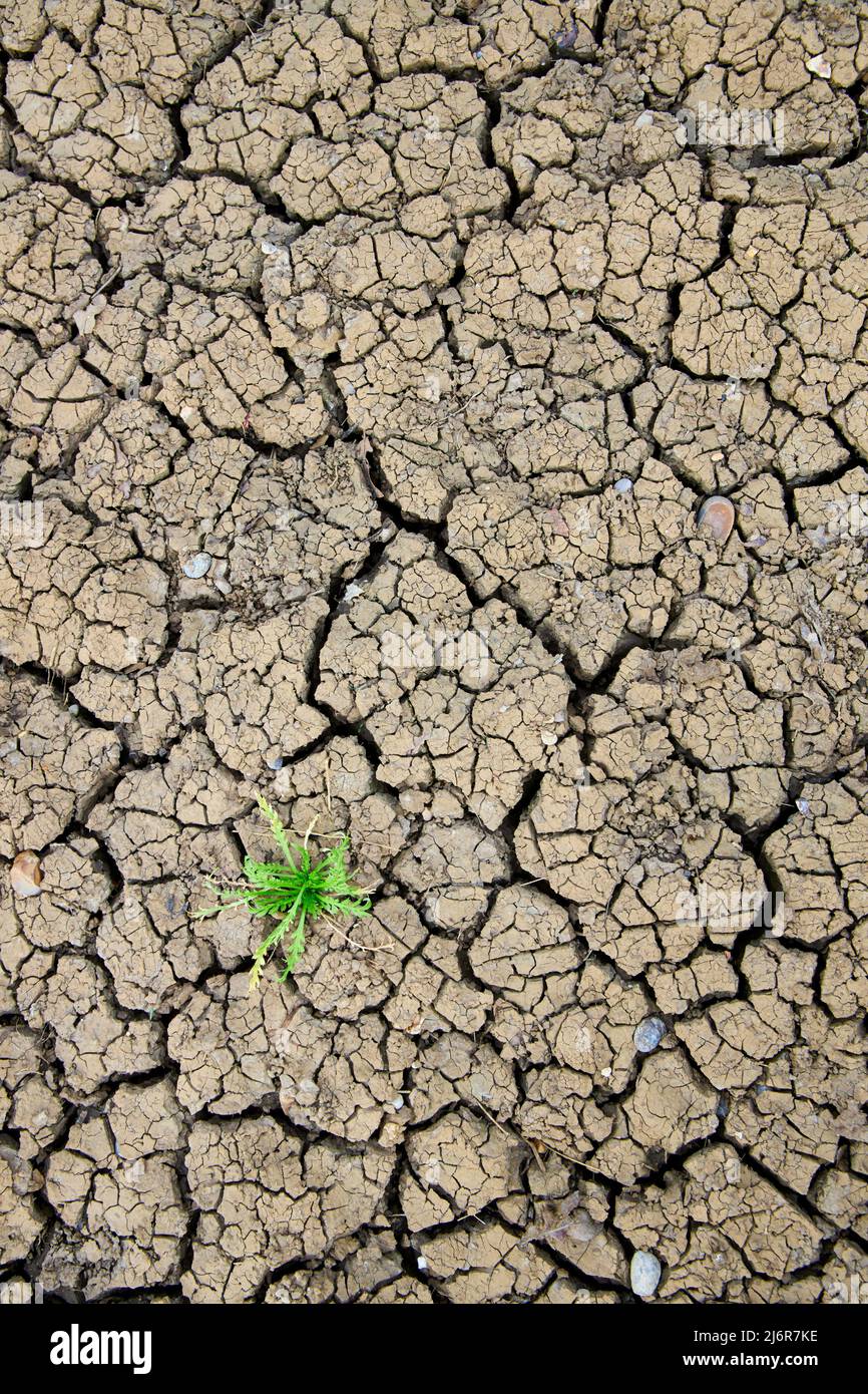 Green weed on dry farmland Stock Photo - Alamy