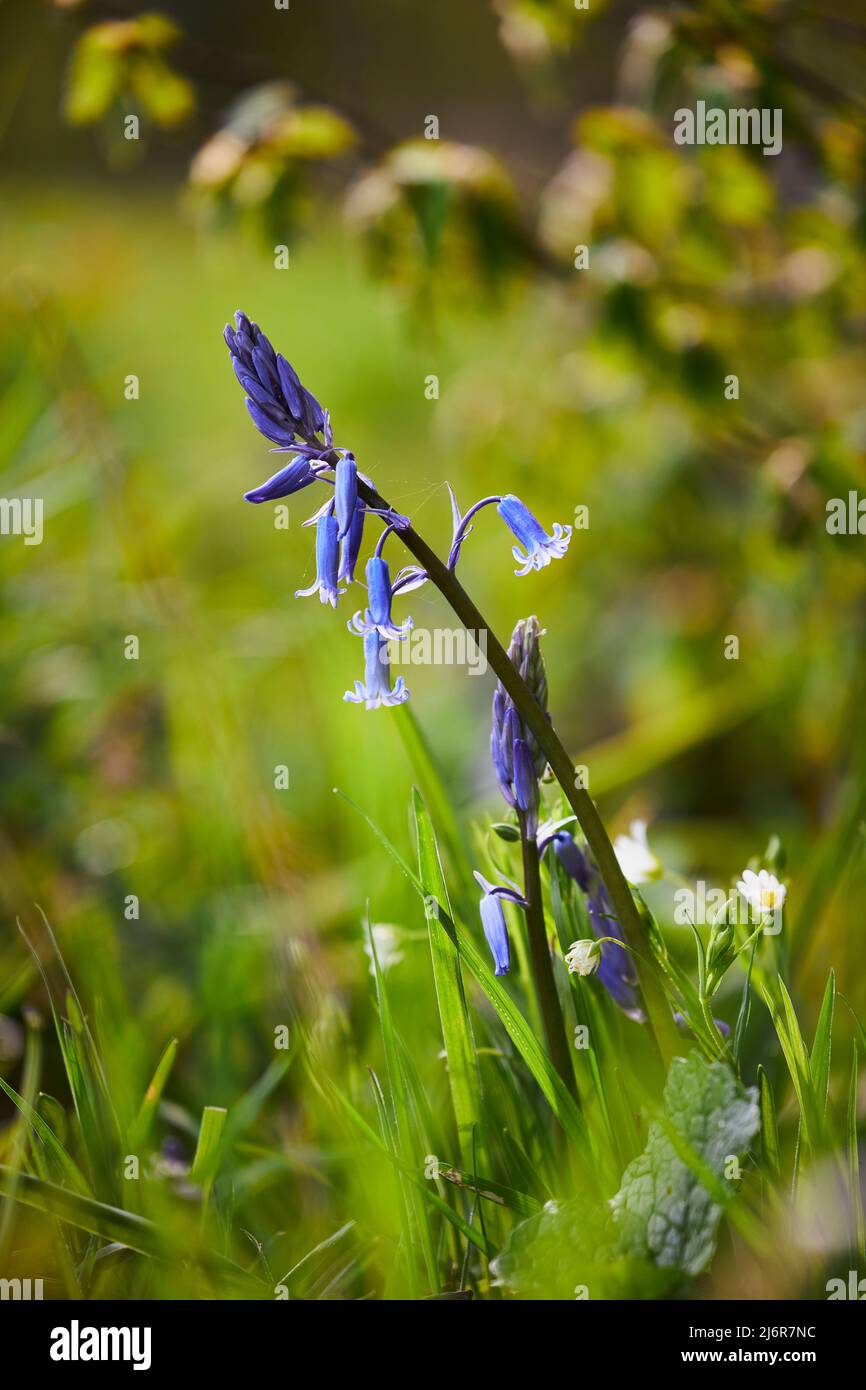 Bluebell in spring hi-res stock photography and images - Alamy