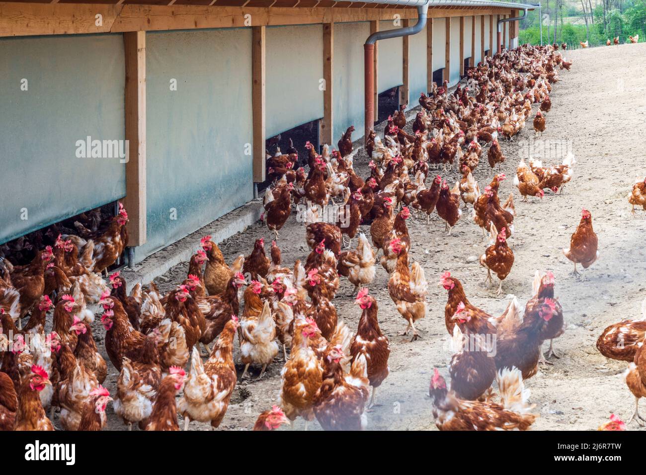 Strengberg: free range chickens, chicken coop in Mostviertel ...