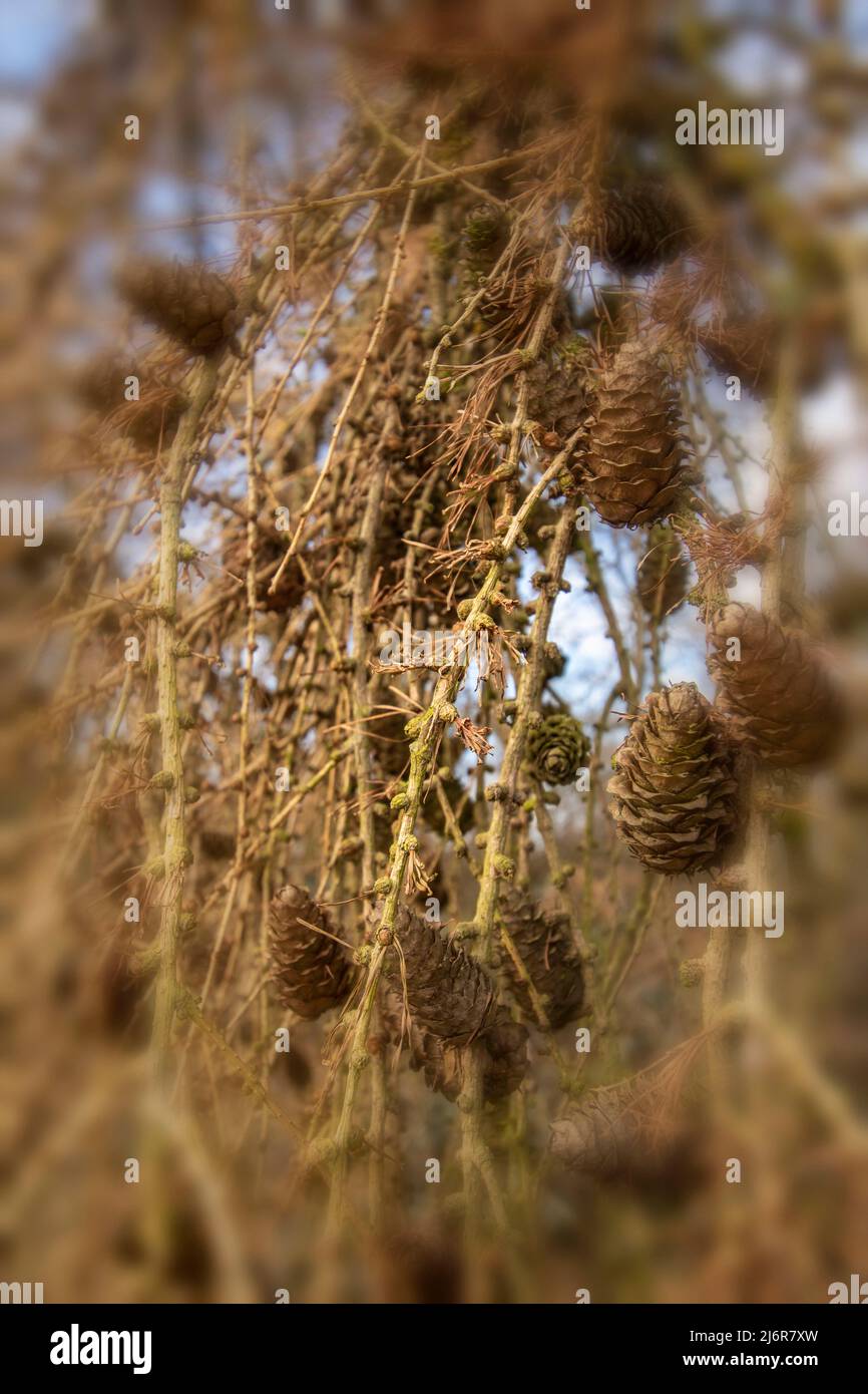 Late winter conifer tree/cones in close -up showing patterns and ...