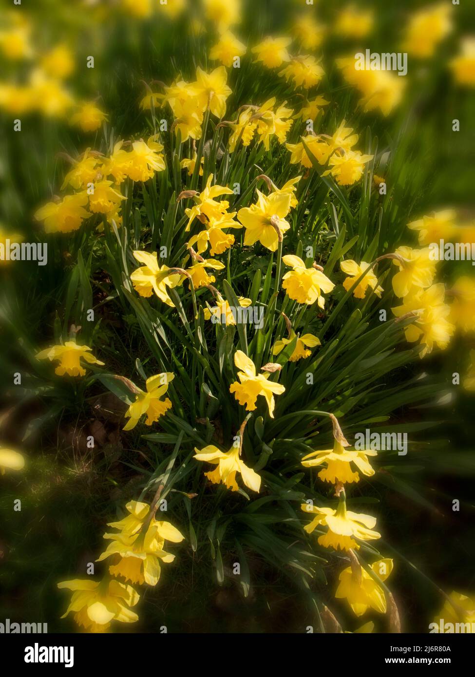 Spring flowering Daffodil patch Stock Photo - Alamy