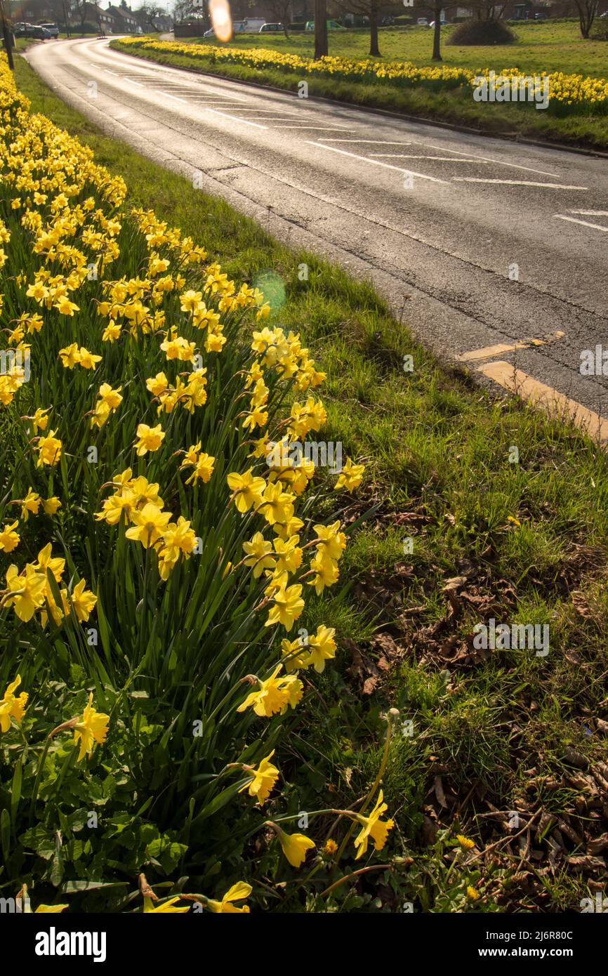 Spring flowering Daffodil patch Stock Photo - Alamy