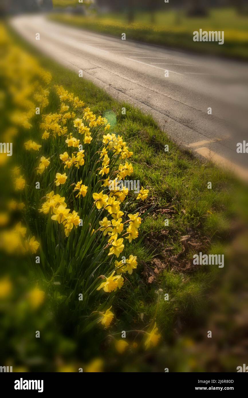 Spring flowering Daffodil patch Stock Photo - Alamy