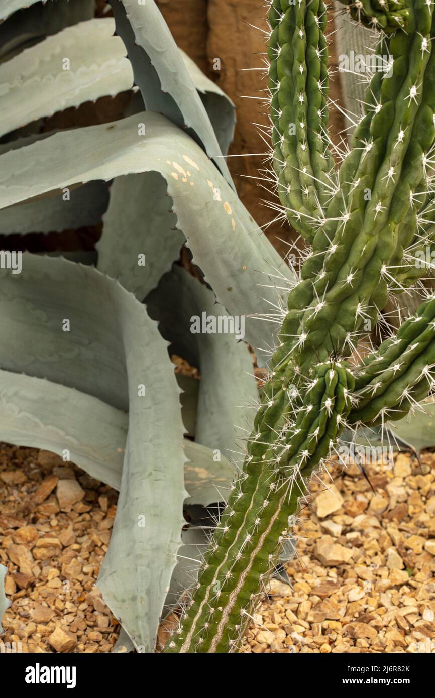 Prickly Stetsonia Coryne (toothpick cactus) indoors, natural plant ...