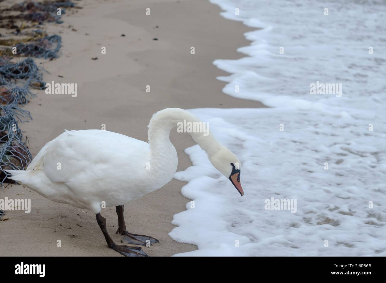 White swan. Swan on the Sea. White bird on the background of the sand ...