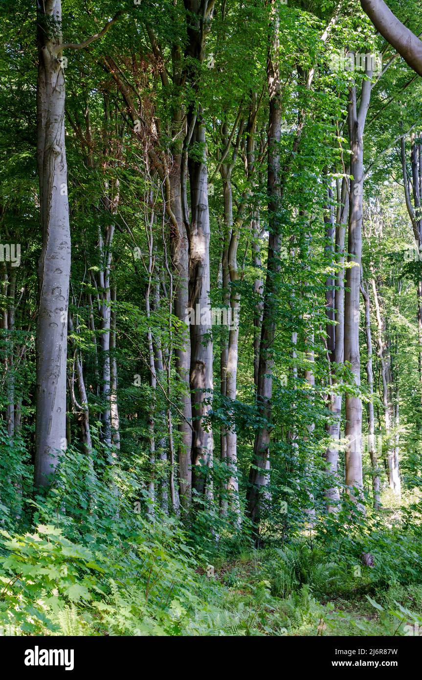 The forest in summer. A forest thicket. A forested area. Tall trees in ...