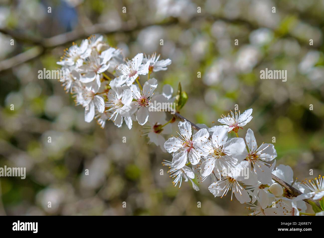 Spring and unfolded flowers. A white flower in close-up. A cherry ...