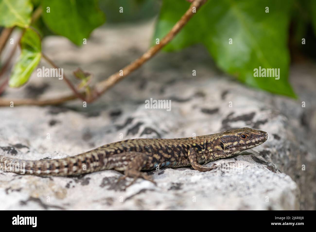 Close up portrait of a common lizard (zootoca vivipara) basking in the ...