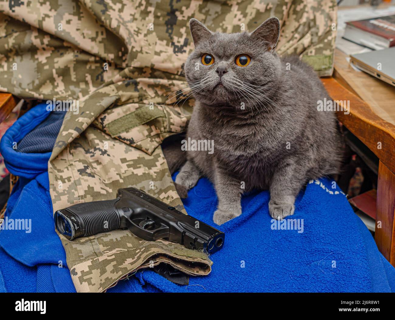 Defender cat. Gray British cat with gun. Ukraine, war Stock Photo - Alamy