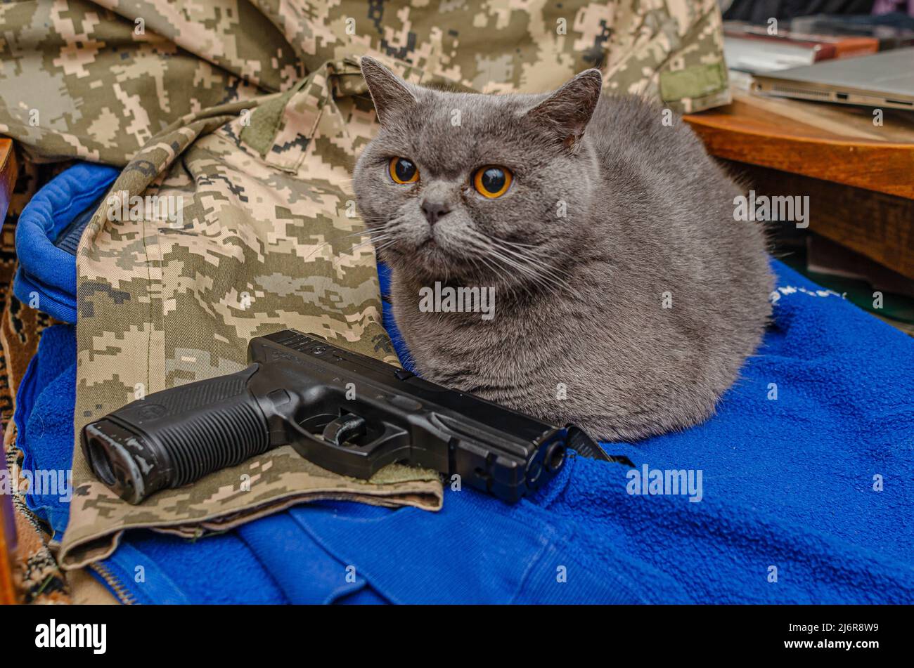 Cat with gun hi-res stock photography and images - Alamy