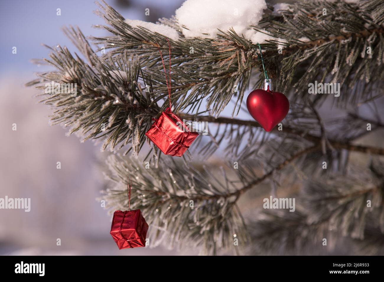 Christmas tree toys of red color hang on a snow-covered pine tree ...