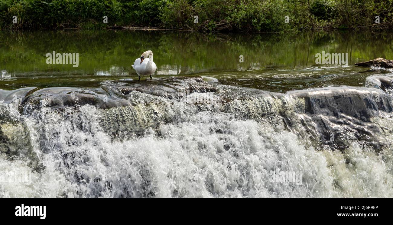 Adult swan standing in Lower Avon River at Bathampton Weir near ...