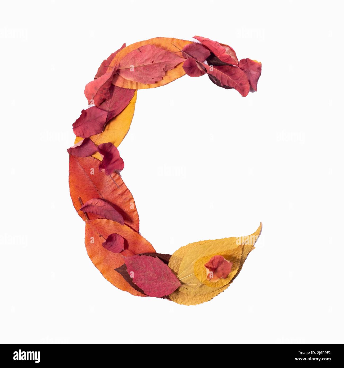 letter C autumn leaves isolate on white background Stock Photo - Alamy