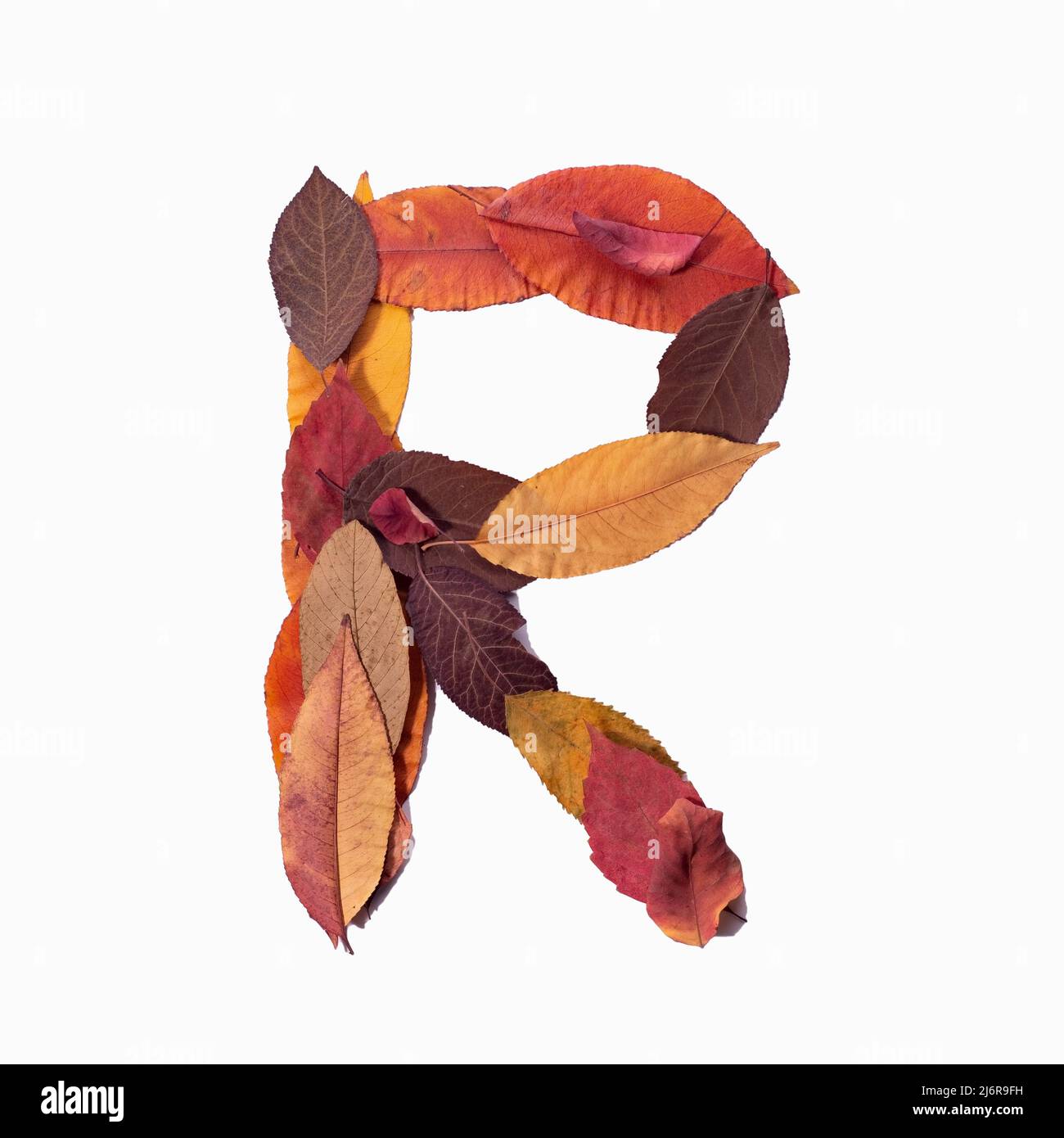 letter R autumn leaves isolate on white background Stock Photo - Alamy