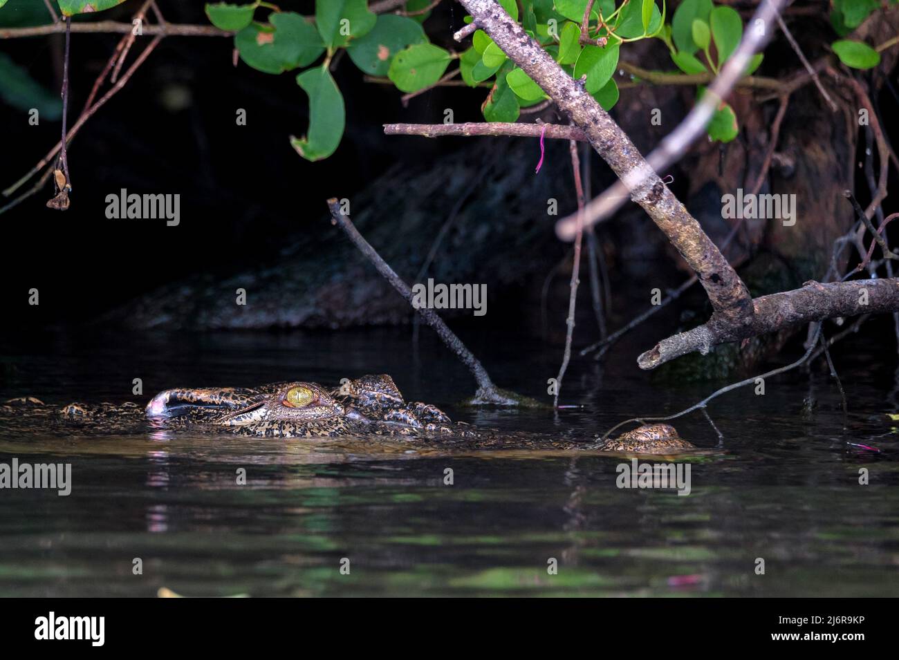 Indian head hunter river hi-res stock photography and images - Alamy