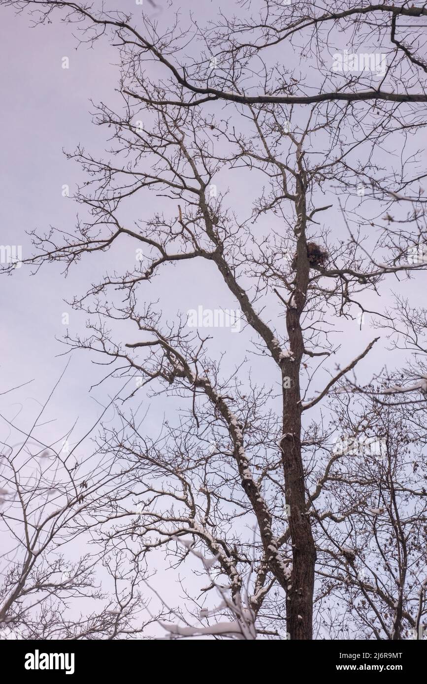 snowy winter forest with oak tree pillars Stock Photo - Alamy