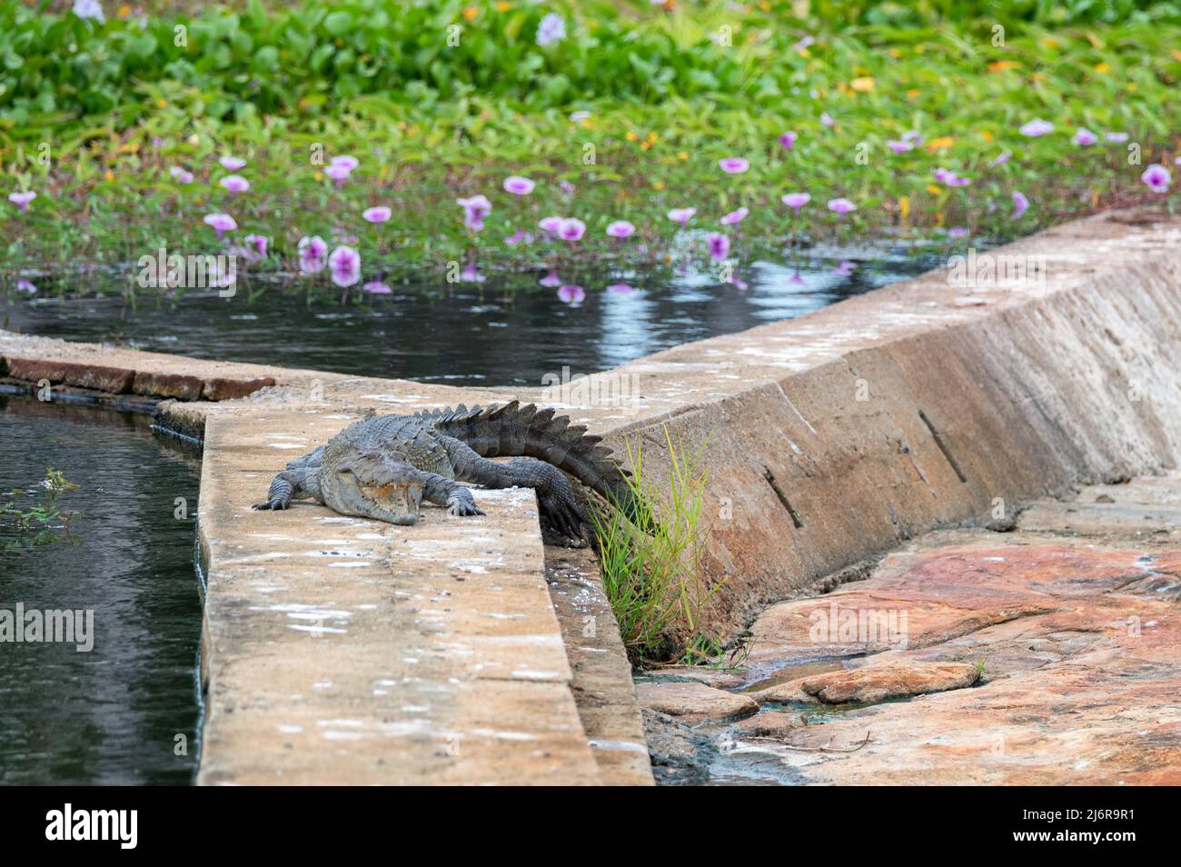 South bank of the cauvery river hi-res stock photography and images - Alamy